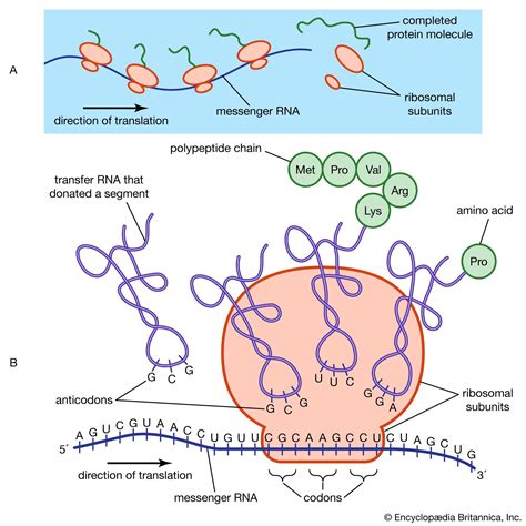 Messenger Rna Mrna Description And Function Britannica