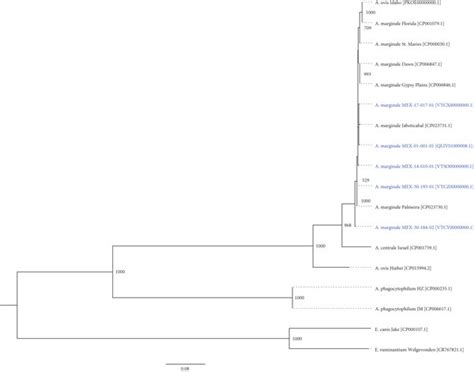 Phylogeny Obtained Based On The Concatenated Sequences Of Five