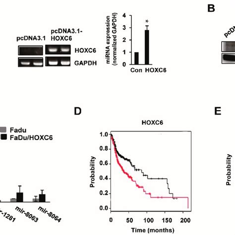 Differentially Expressed Microrna In Hoxc6 Induced Fadu Cells