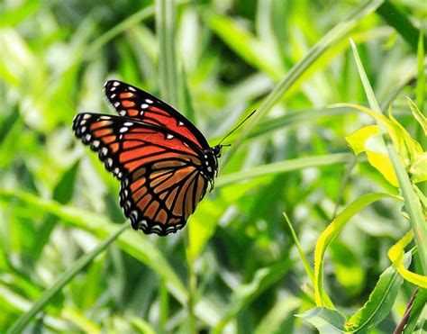 Monarch Butterfly In Flight 2 Photograph By Dennis Wells