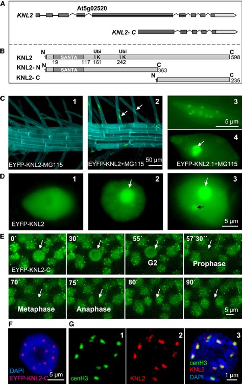 Knl2 Gene And Protein Structures And Subcellular Localization Of Knl2
