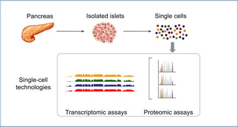 Single Cell Approaches To Interrogate The Transcriptome And Proteome Of