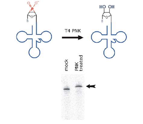 Removal Of The Terminal 2′ 3′ Cyclic Phosphate Group Of The Released