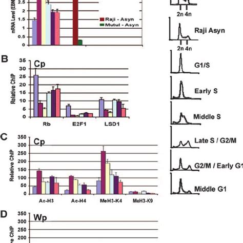 Cell Cycle Regulated Transcription Rb Lsd1 Binding And Histone