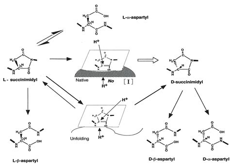 ijms free full text localization of d β aspartyl residue containing