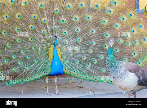 Beautiful Peacock Displaying His Beautiful Fan To A Female Peacock At