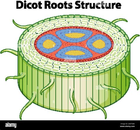 Diagram Showing Dicot Roots Structure Illustration Stock Vector Image