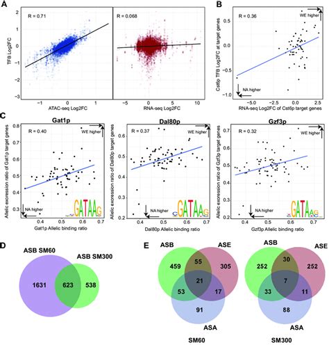 Allele Specific Differences In Transcription Factor Binding A