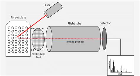 Maldi Tof Mass Spectrometry Schematic Representation Of A Maldi Tof