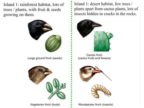 Science Year 6 Evolution And Inheritance 2 Darwin And Evolution