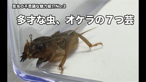 【閲覧注意】世界で最も危険で邪悪とされる『最強生物』ランキングbest100！！！！【令和記念パック】 なんjコレクション