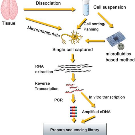 1 Overview Of Single Cell Rna Sequencing The Basic Components Of