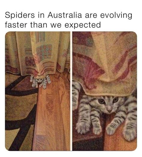Spider Cat He Does Whatever A Spider Can R Bossfight