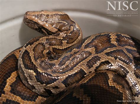 022 burmese python python bivittatus national invasive species