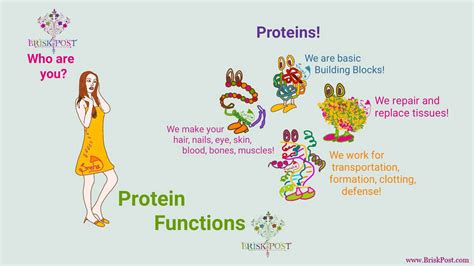 Examples Of Protein Functions
