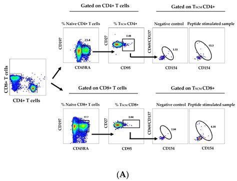 Diagnostics Free Full Text Virus Specific Stem Cell Memory Cd8 T