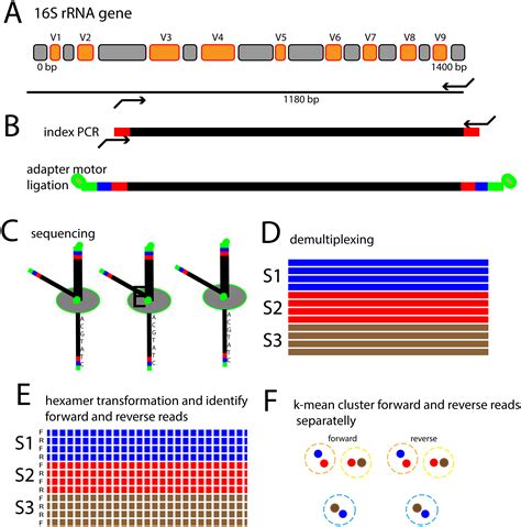 De Novo Species Identification Using 16s Rrna Gene Nanopore Sequencing