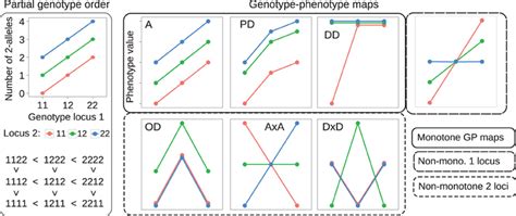Examples Of Partial Genotype Order And Genotype Phenotype Maps Left