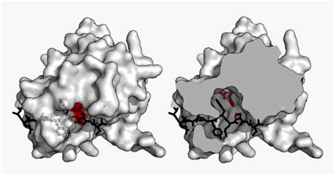 Tev Substrate Binding Tunnel Cut Surface View Pymol Hd Png Download