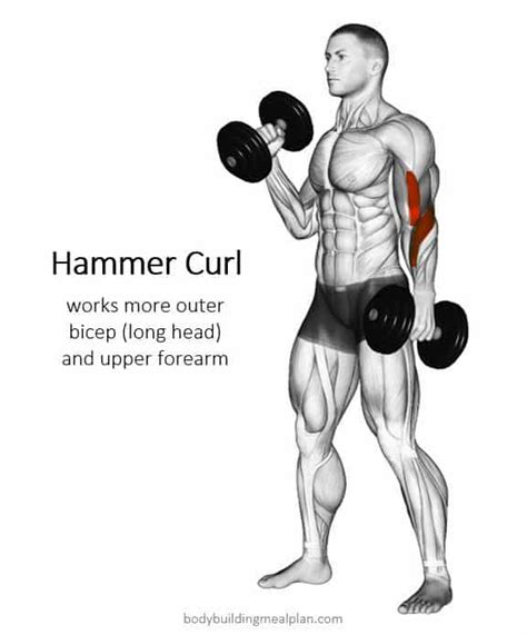 Hammer Curls Vs Bicep Curls How To Build Biceps Width And Peak