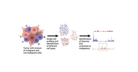 Using Single Cell Profiling To Uncover Vulnerabilities In Breast Cancer