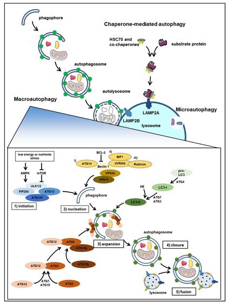 Biology Free Full Text Assessing Autophagy In Archived Tissue Or
