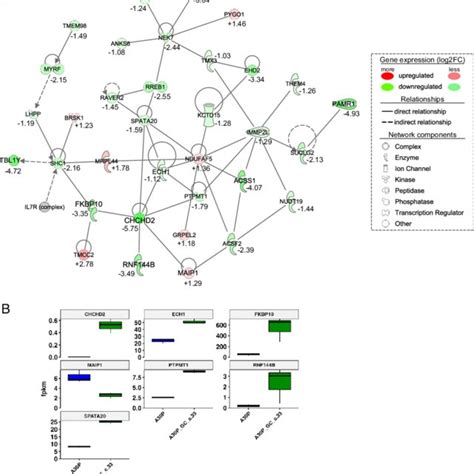 Functional Analysis Of Gene Expression Networks Performed By Ingenuity