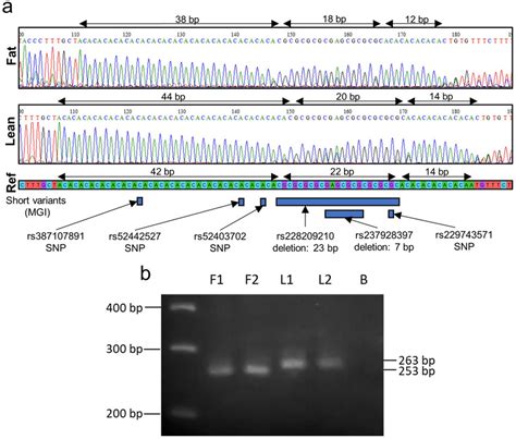 Dinucleotide Repeat Polymorphism In Intron 6 Of The Hif3a Between The