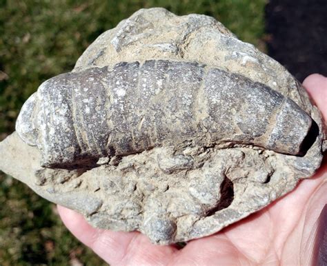 Dig It Two Places In Indiana Where You Can Hunt For Fossils