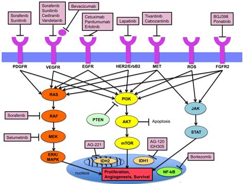 Key Signaling Pathways In The Pathogenesis Of Cholangiocarcinoma And
