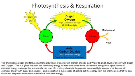 photosynthesis and respiration vista heights 8th grade science