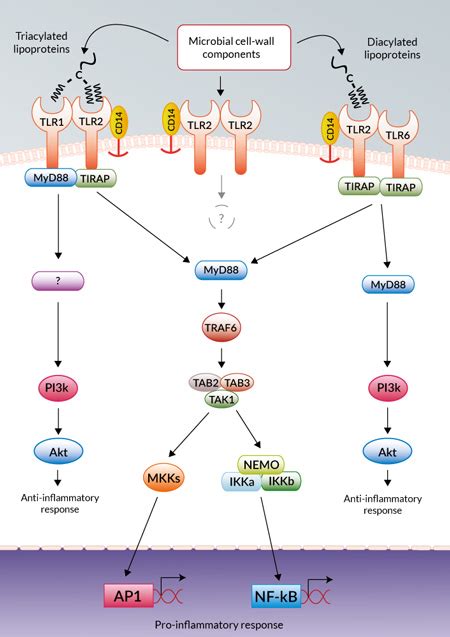 Tlr2 Heterodimers And Innate Immunity Review Invivogen