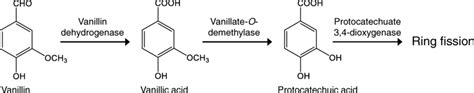 Degradation Pathway Of Vanillin The Major Pathway Common To Bacteria