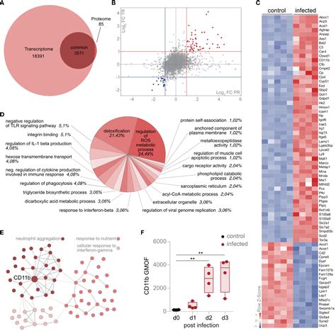 Frontiers Comparative Transcriptomic And Proteomic Signature Of Lung