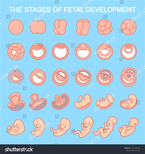 Illustration Stages Fetal Development On White 스톡 일러스트 1331130164