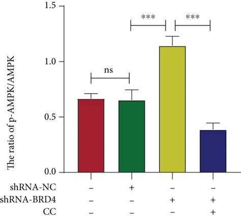 Brd4 Inhibition Enhances Autophagy Via The Ampk Mtor Ulk1 Signaling