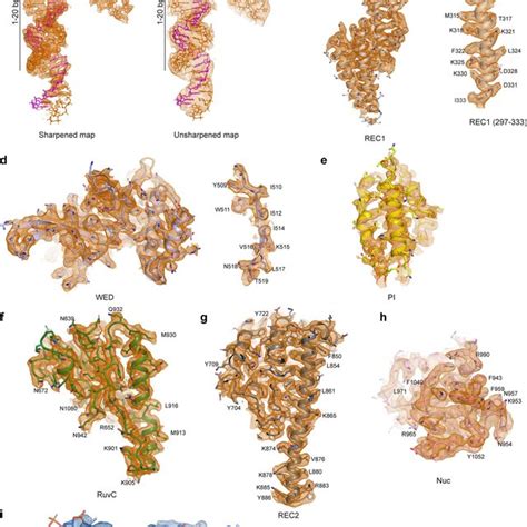 Structure Of The Cas12i Crrna Dsdna Ternary Complex A Domain
