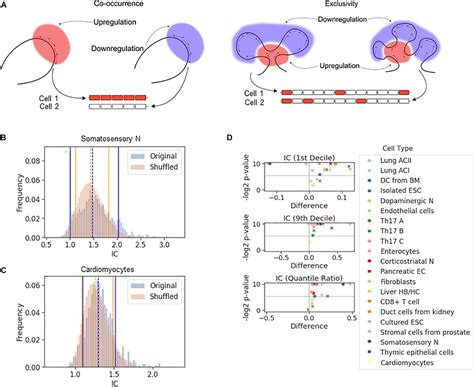Frontiers Gene Families With Stochastic Exclusive Gene Choice