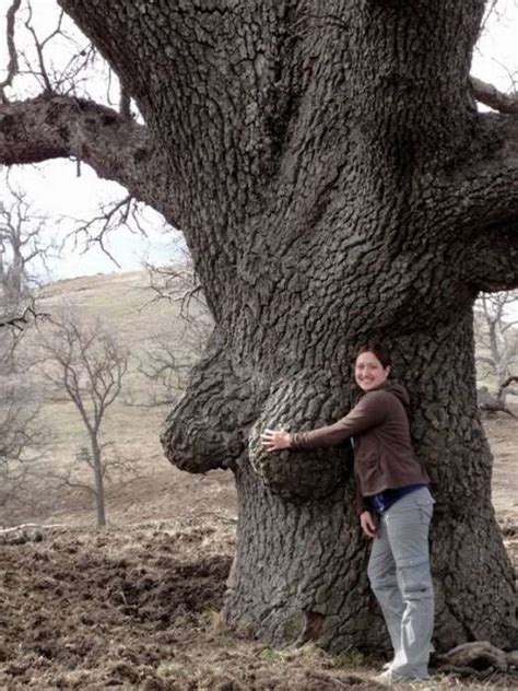 Sexy Trees 28 Pics Curious Funny Photos Pictures