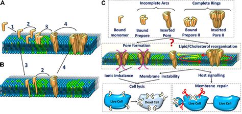 Frontiers Pore Forming Protein Induced Biomembrane Reorganization And