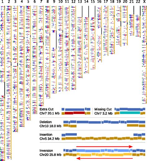 High Resolution Human Genome Structure By Single Molecule Analysis