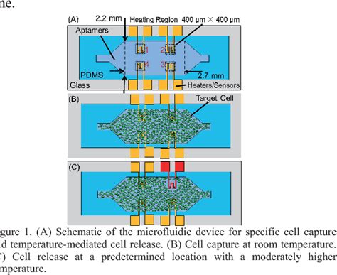 Figure 1 From Physical Modulation Based Cell Manipulation In