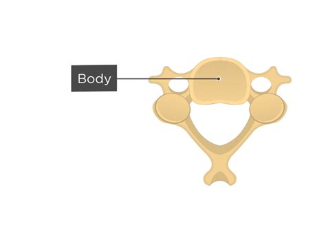 59 Diagram Cervical Vertebrae Zohebtapashya