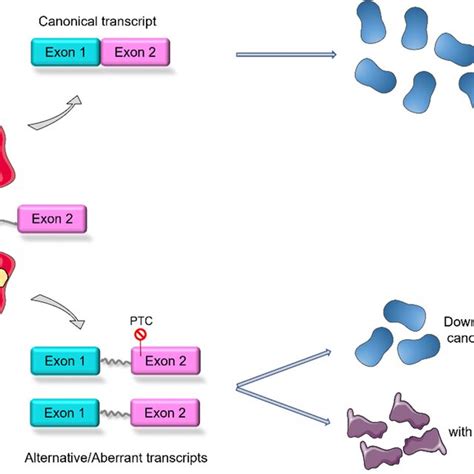 Schematic Representation Of Sf3b1 Wild Type Wt Mediated Splicing