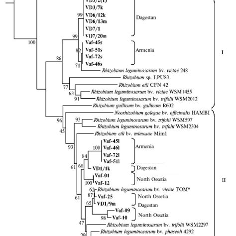 Dendrogram Based On Its 758 Bp Sequences In Rhizobia Strains Isolated