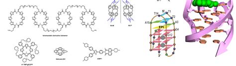 Selective Telomere G4 Targeting By Ligands A Telomere G Stretch