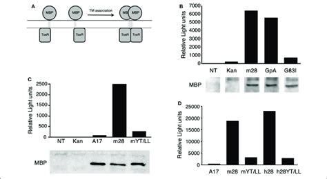 The Cd28 Tm Can Drive Protein Dimerization Through The Conserved