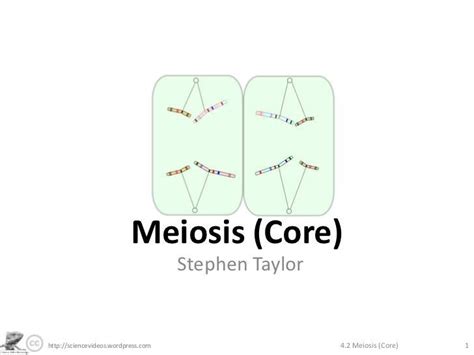 meiosis 1 and meiosis 2 worksheet answer key in 2020
