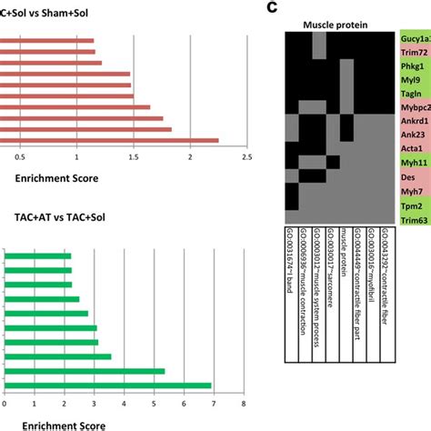 Biological Implications Based On Functional Annotation Gene Clustering