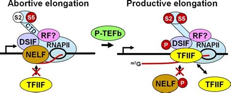 A Model For P Tefb Mediated Elongation Control Before P Tefb Function